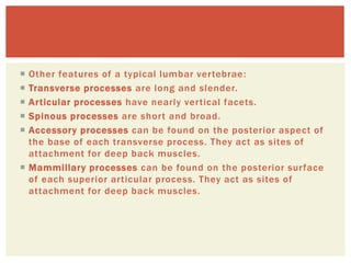Osteology of abdomen | PPTX