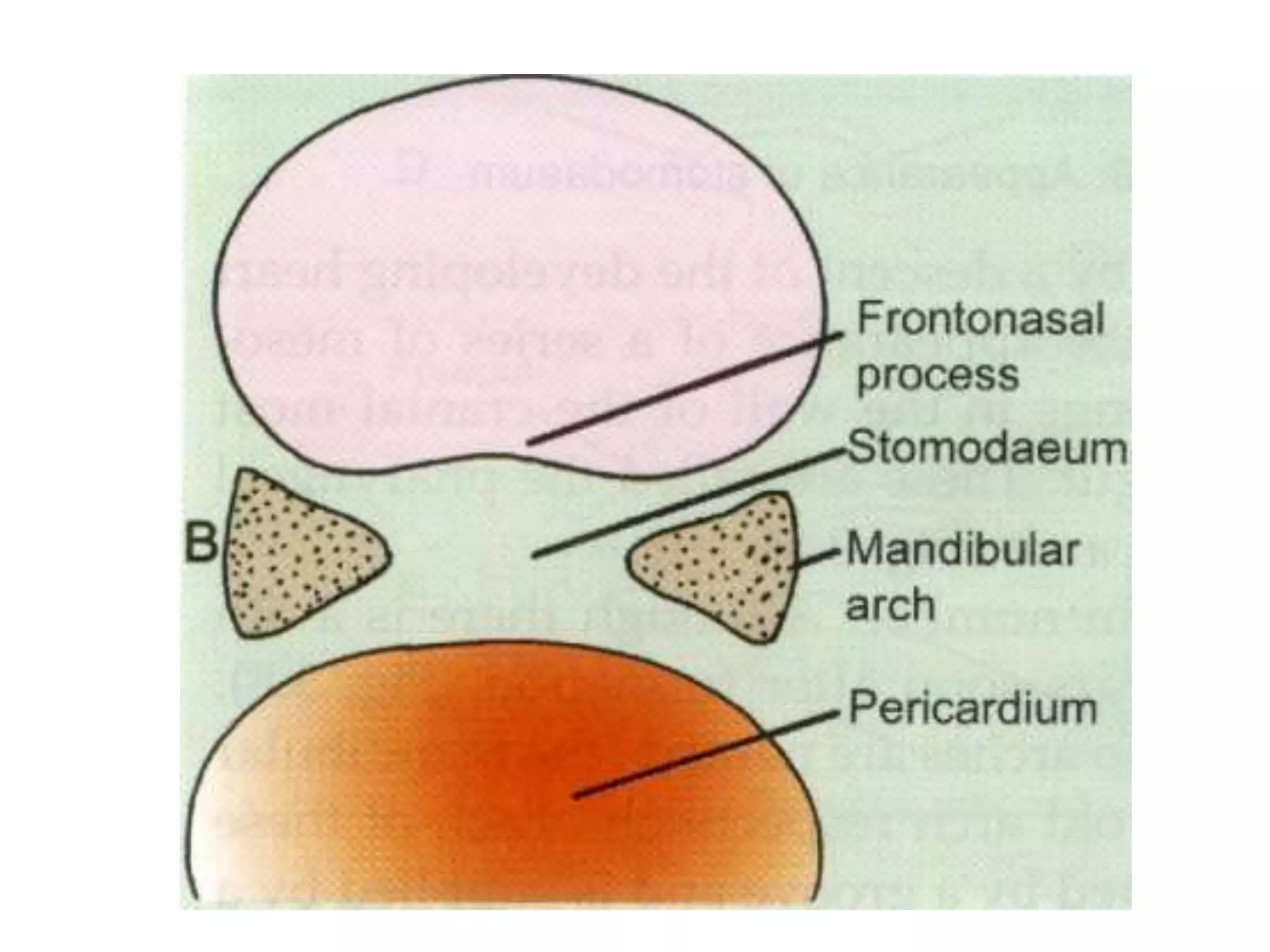 Osteology of facial bones | PPT