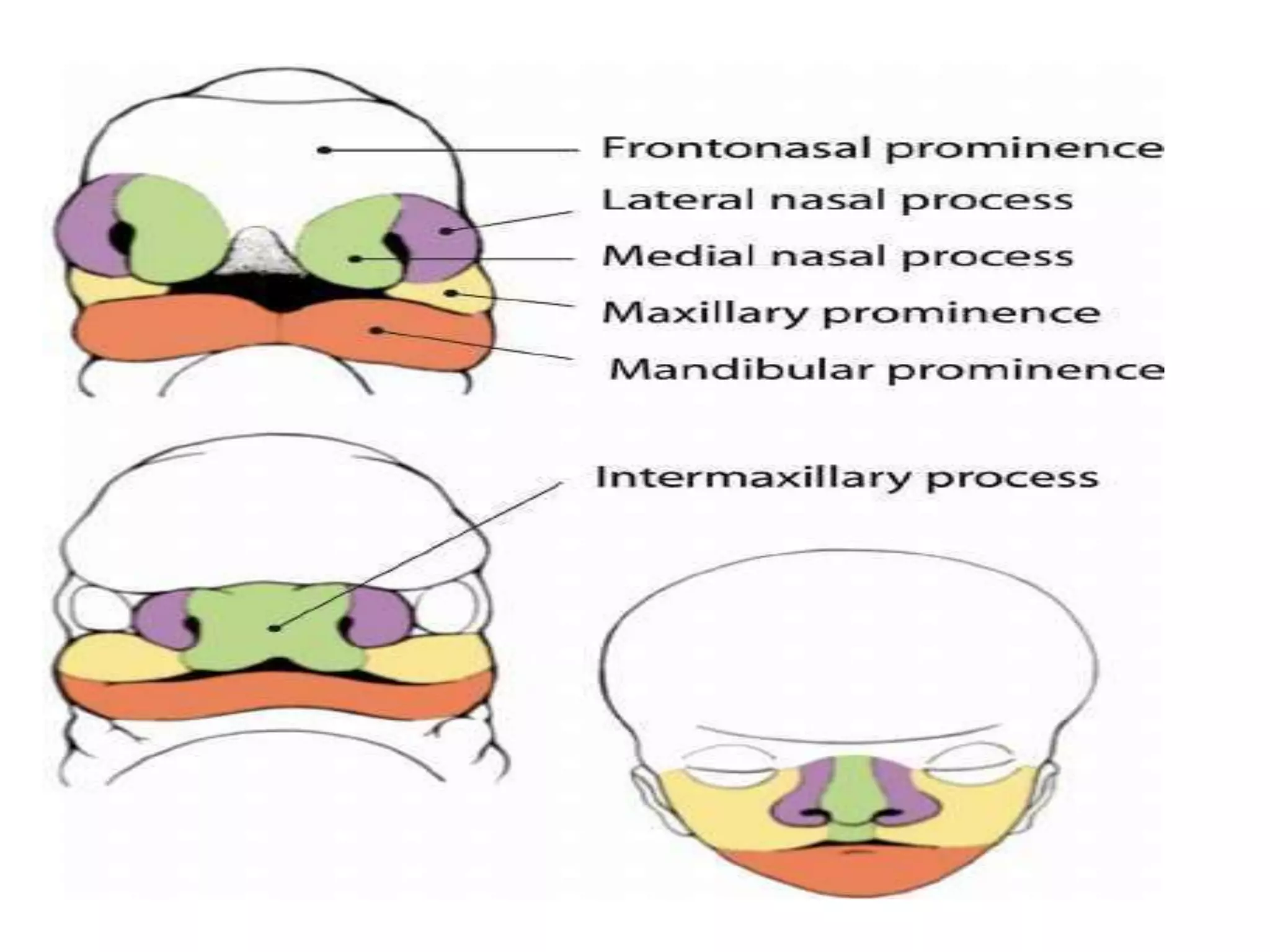 Osteology of facial bones | PPT