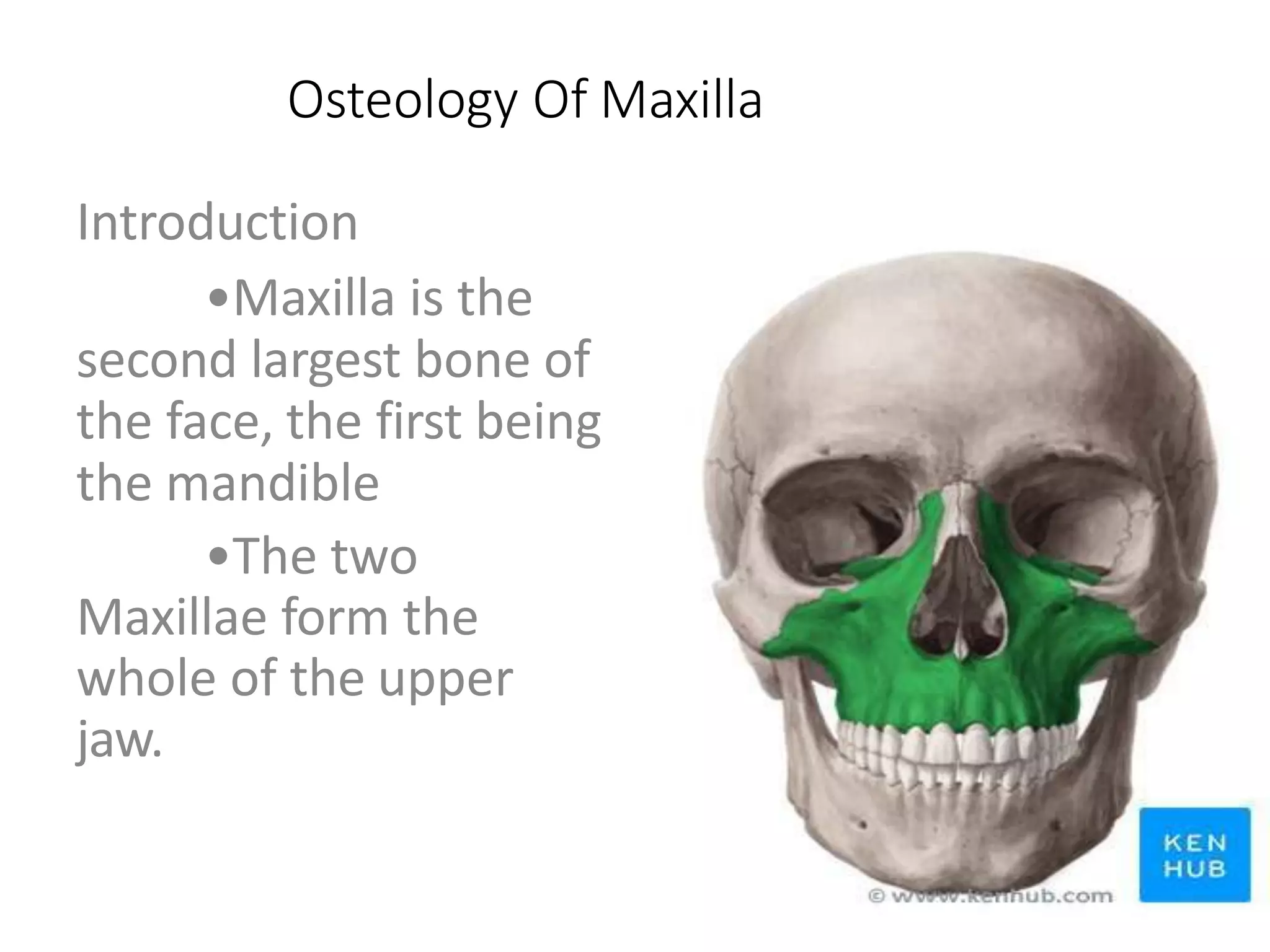 Osteology of facial bones | PPT