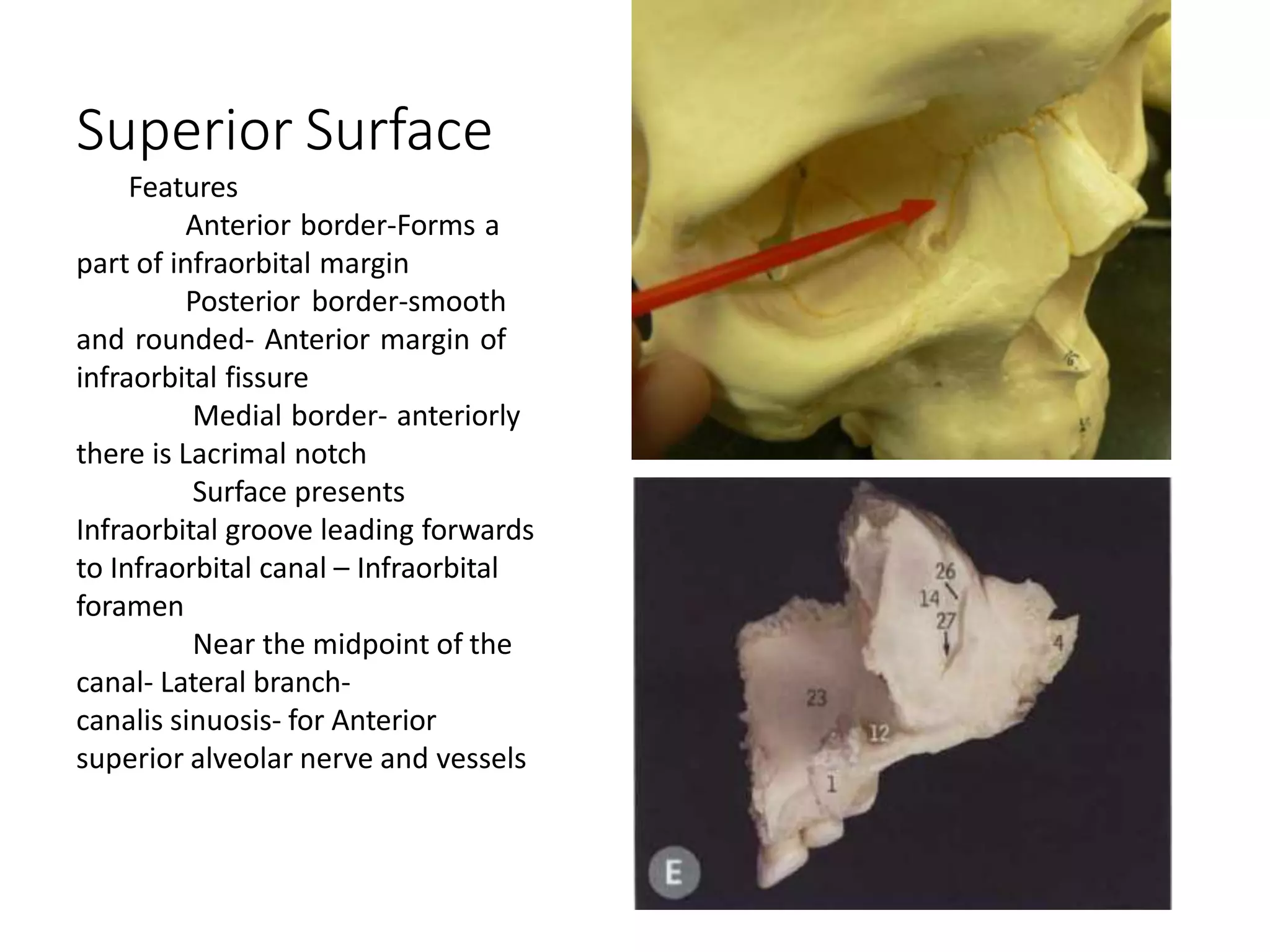 Osteology of facial bones | PPT