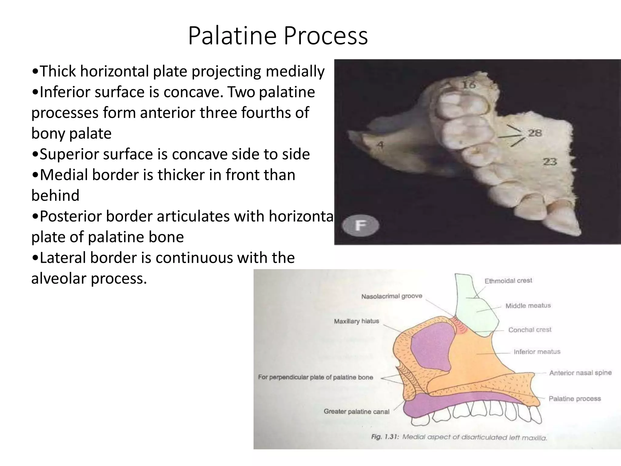 Osteology of facial bones | PPT