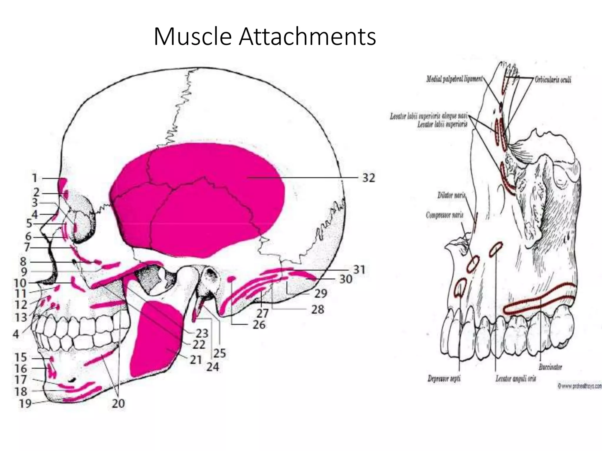 Osteology of facial bones | PPT