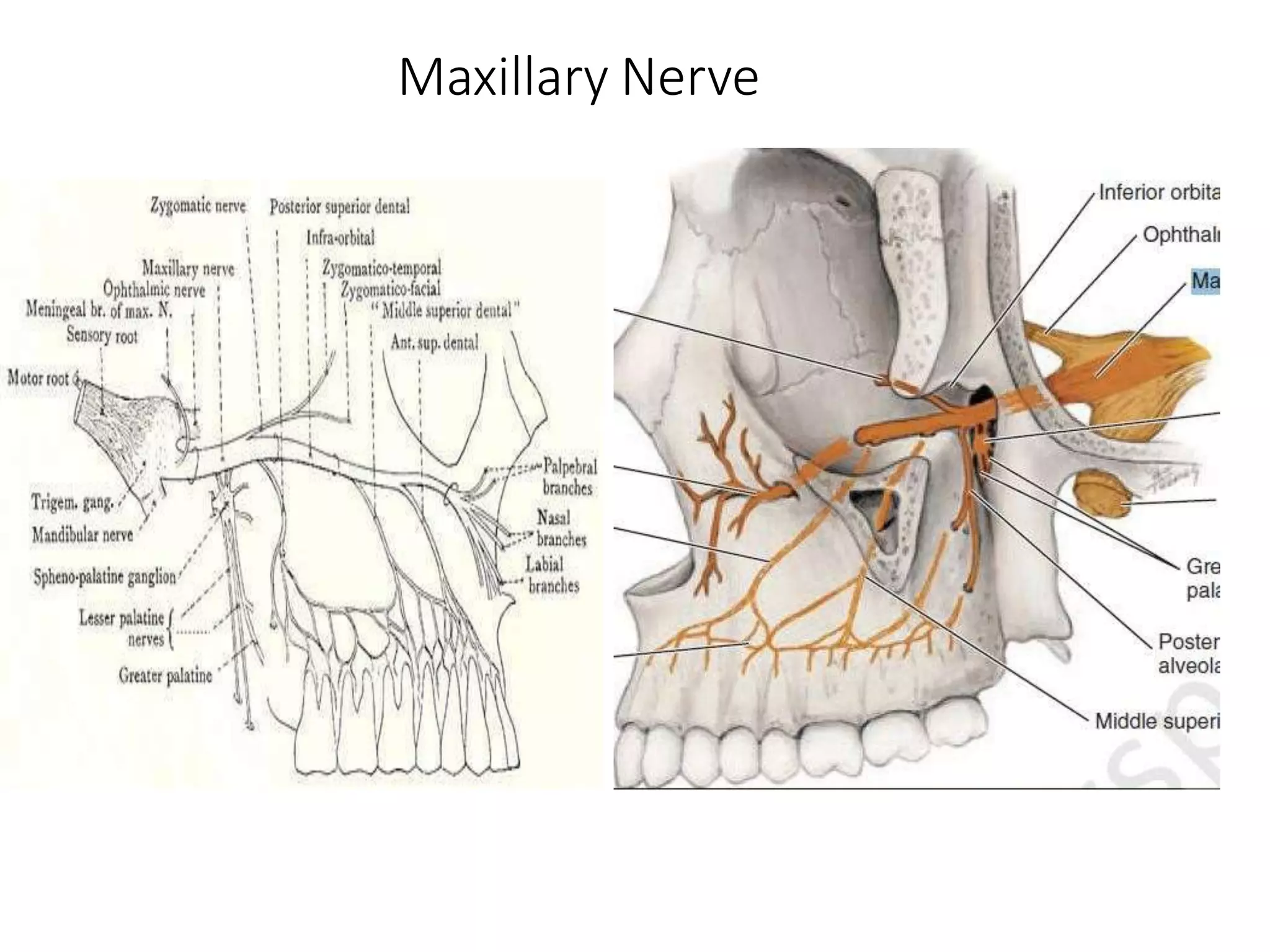 Osteology of facial bones | PPT