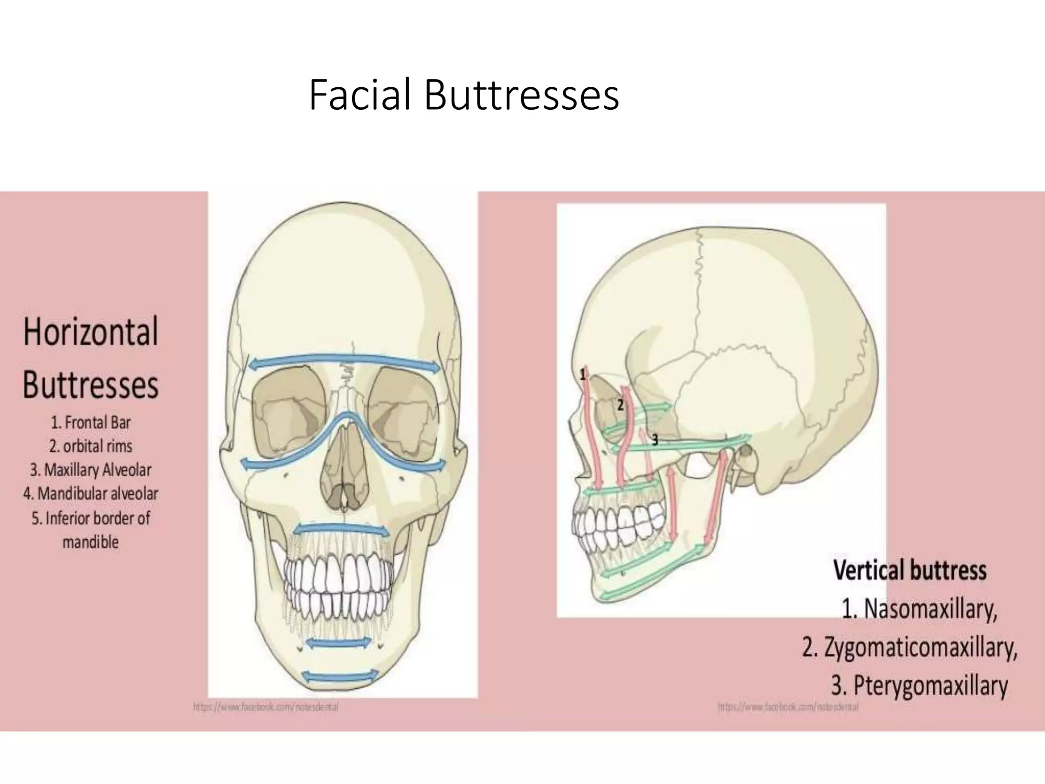 Osteology of facial bones | PPT