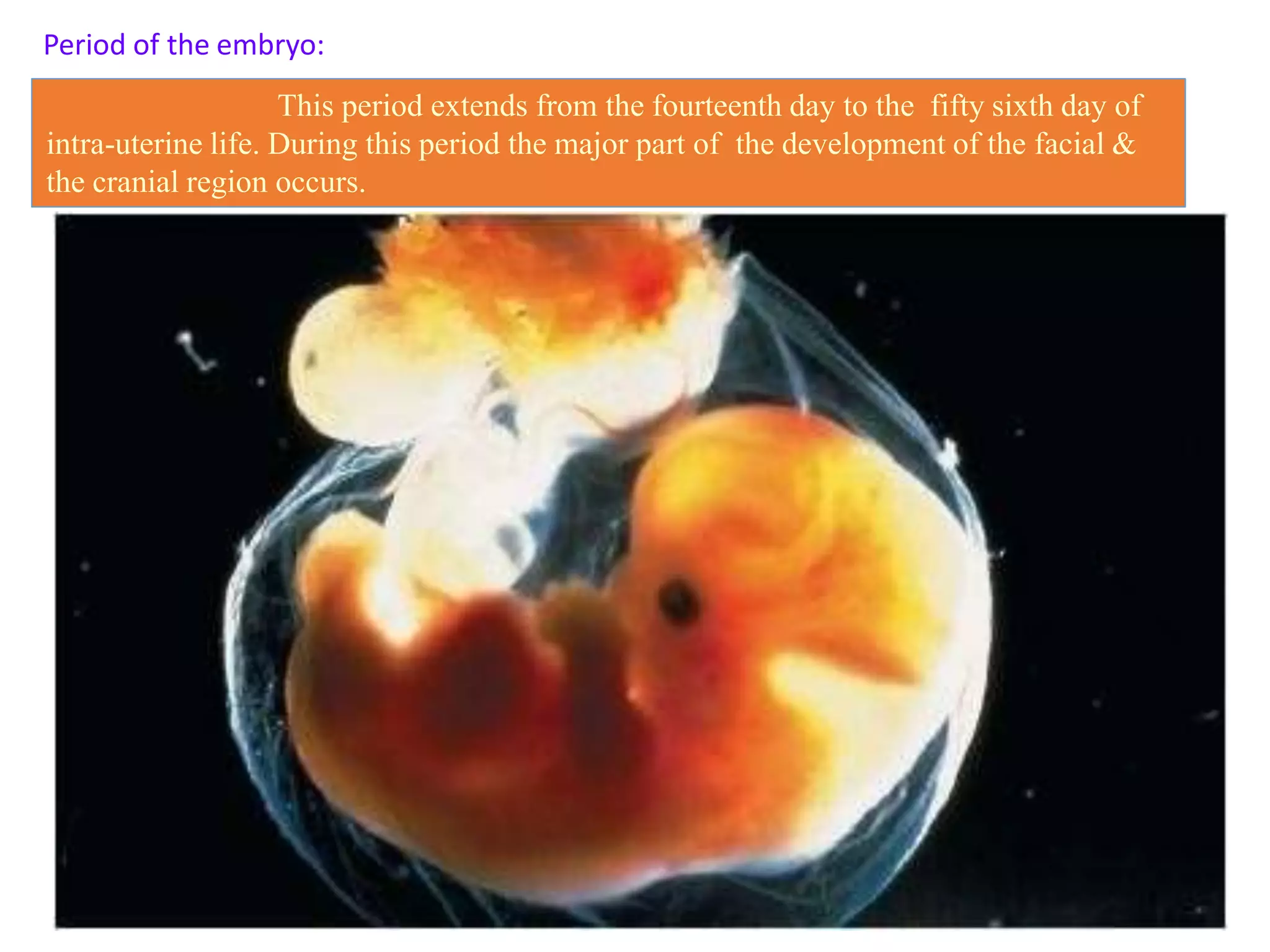 Osteology of facial bones | PPT