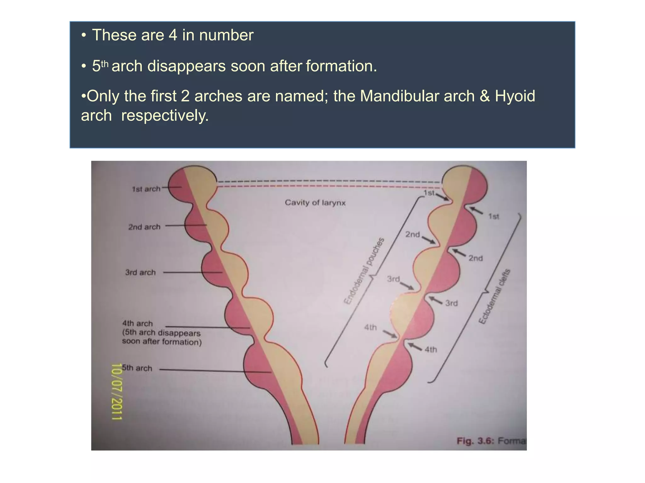 Osteology of facial bones | PPT