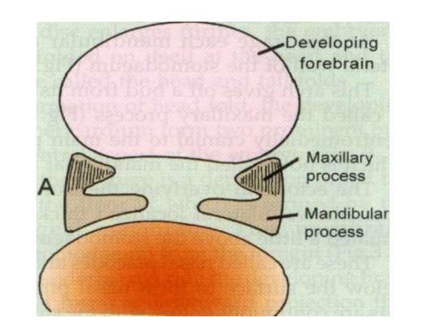 Osteology of facial bones | PPT