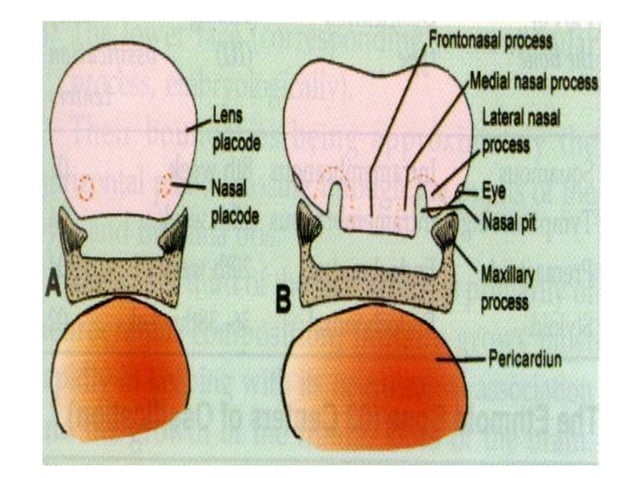 Osteology of facial bones | PPT