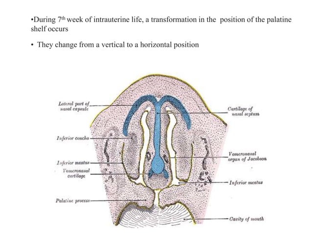 Osteology of facial bones | PPT