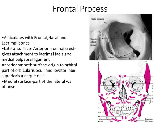 Osteology of facial bones | PPT