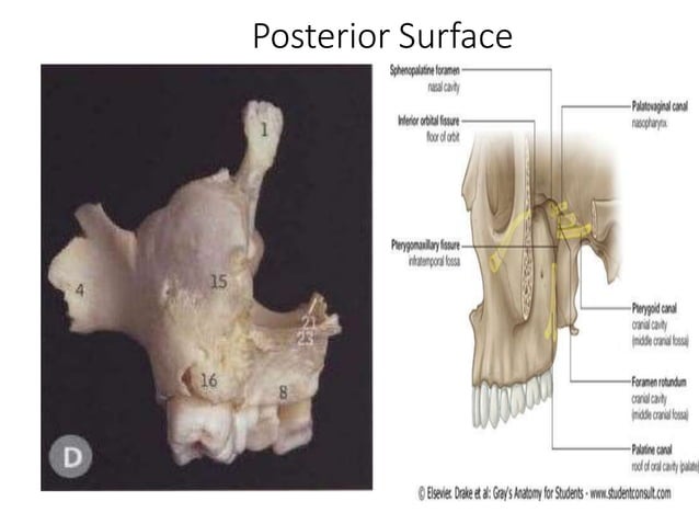 Osteology of facial bones | PPT