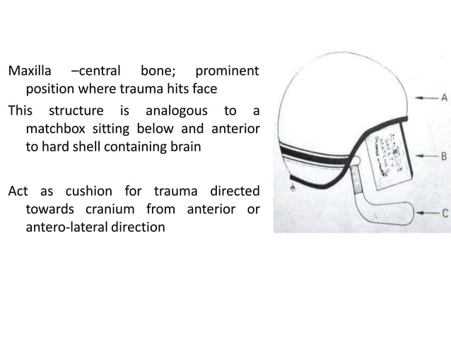 Osteology of facial bones | PPT