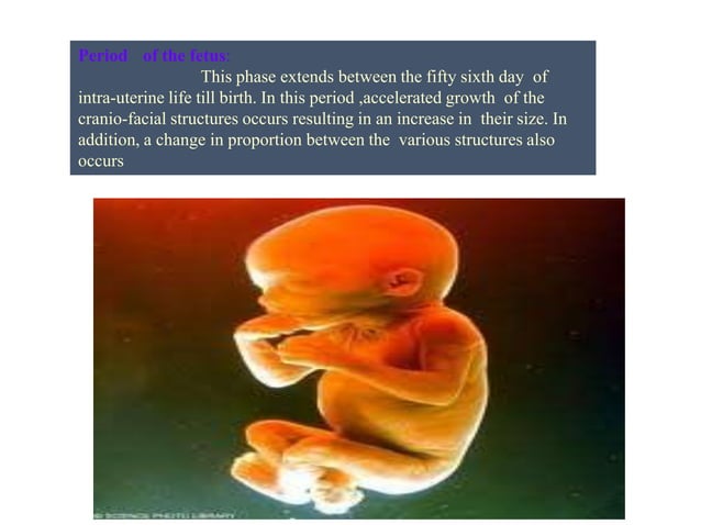 Osteology of facial bones | PPT