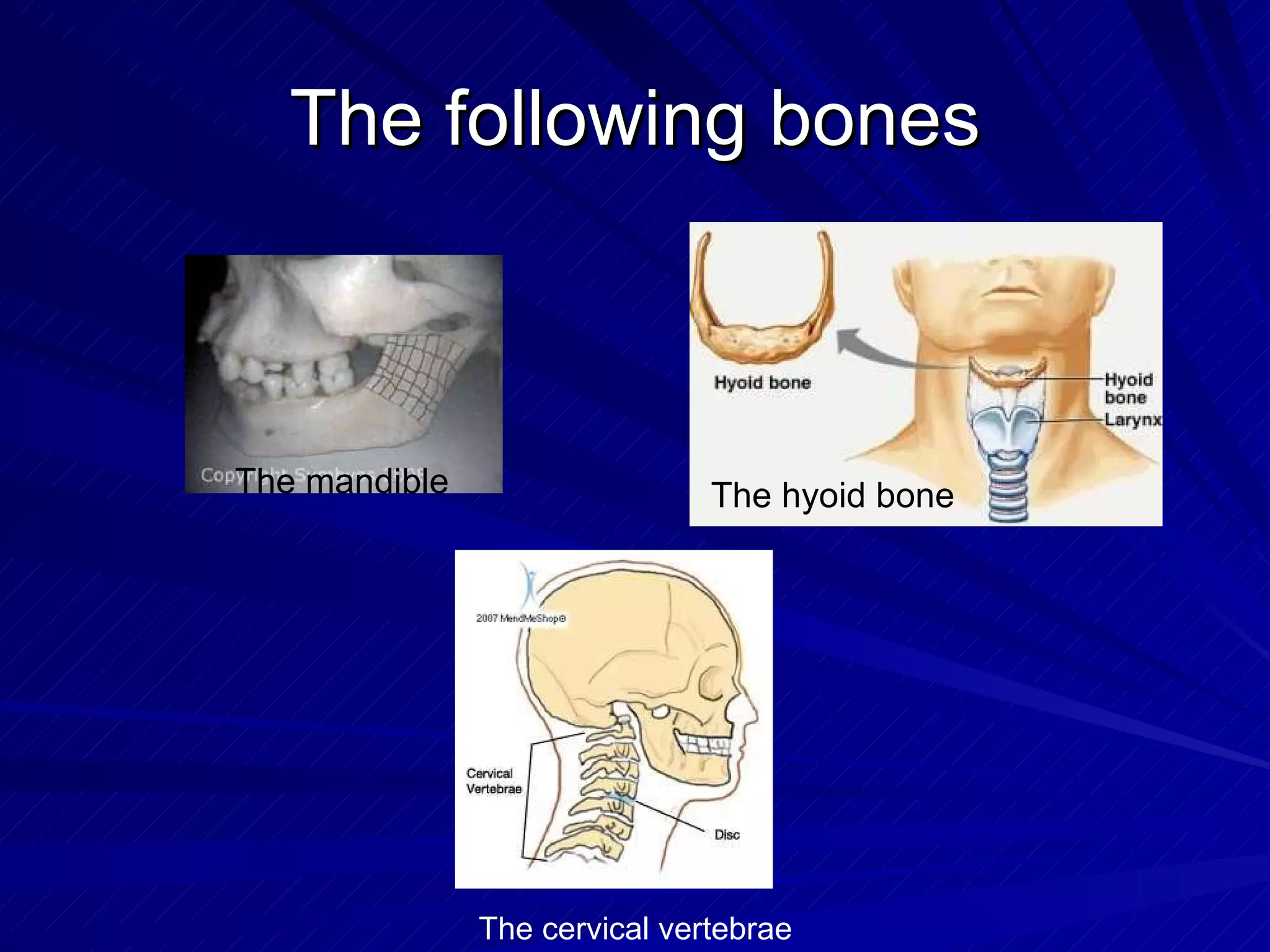 Osteology of head and face | PPT