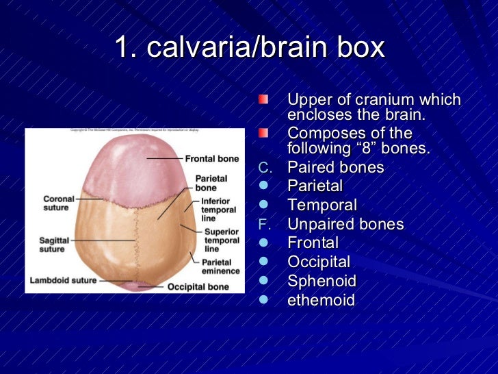 Osteology of head and face