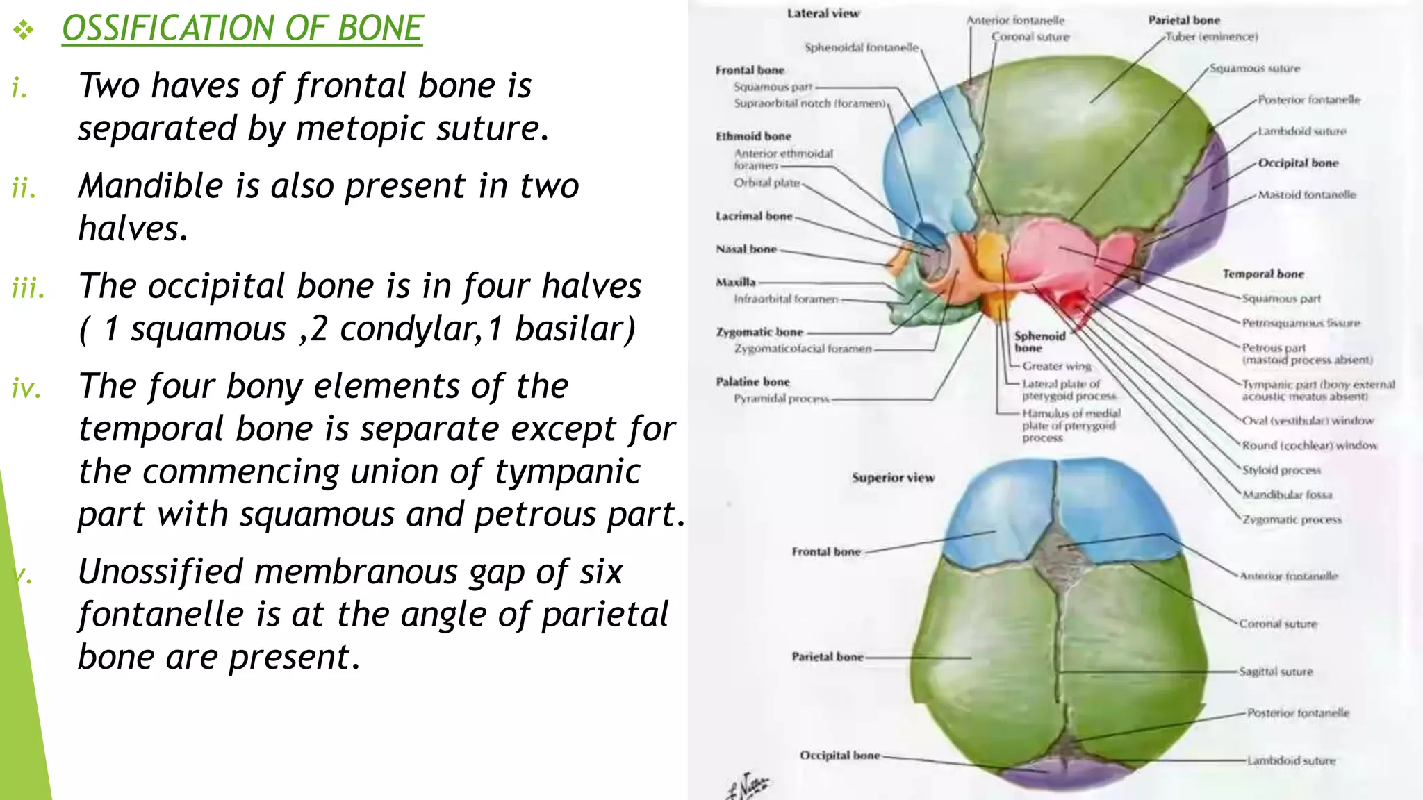 Osteology of head and neck i | PPTX