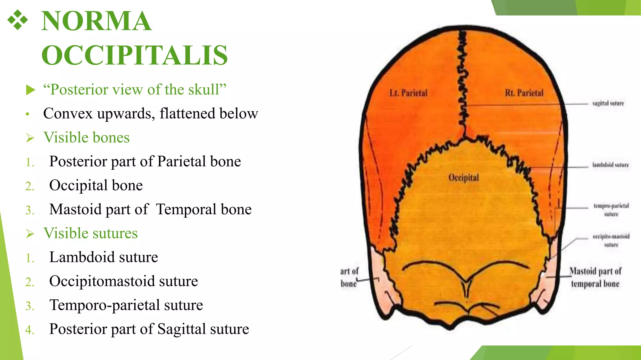 Osteology of head and neck i | PPTX