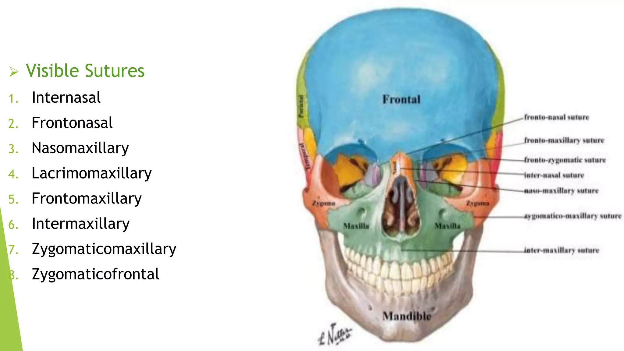 Osteology of head and neck i | PPTX