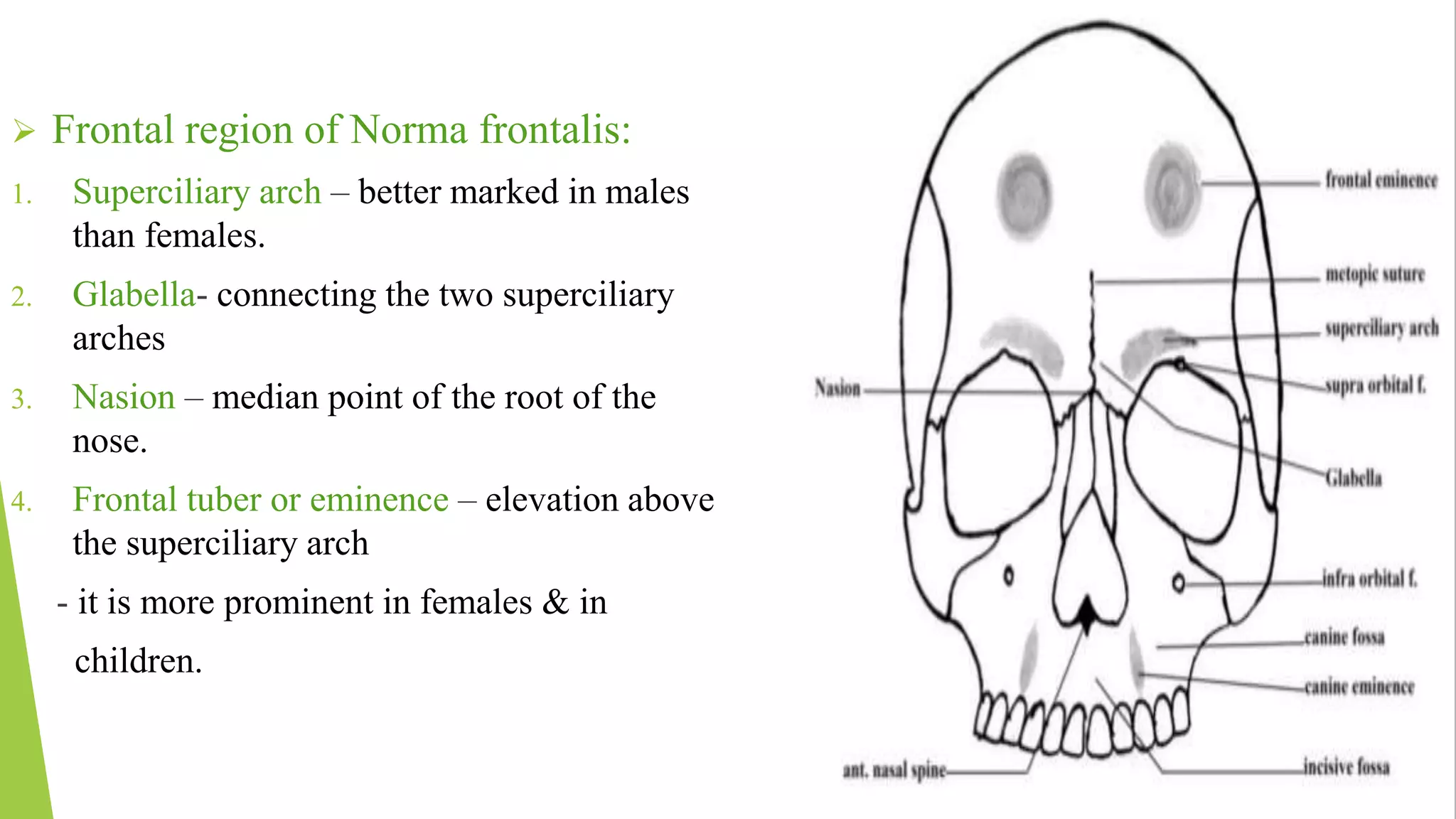 Osteology of head and neck i | PPTX