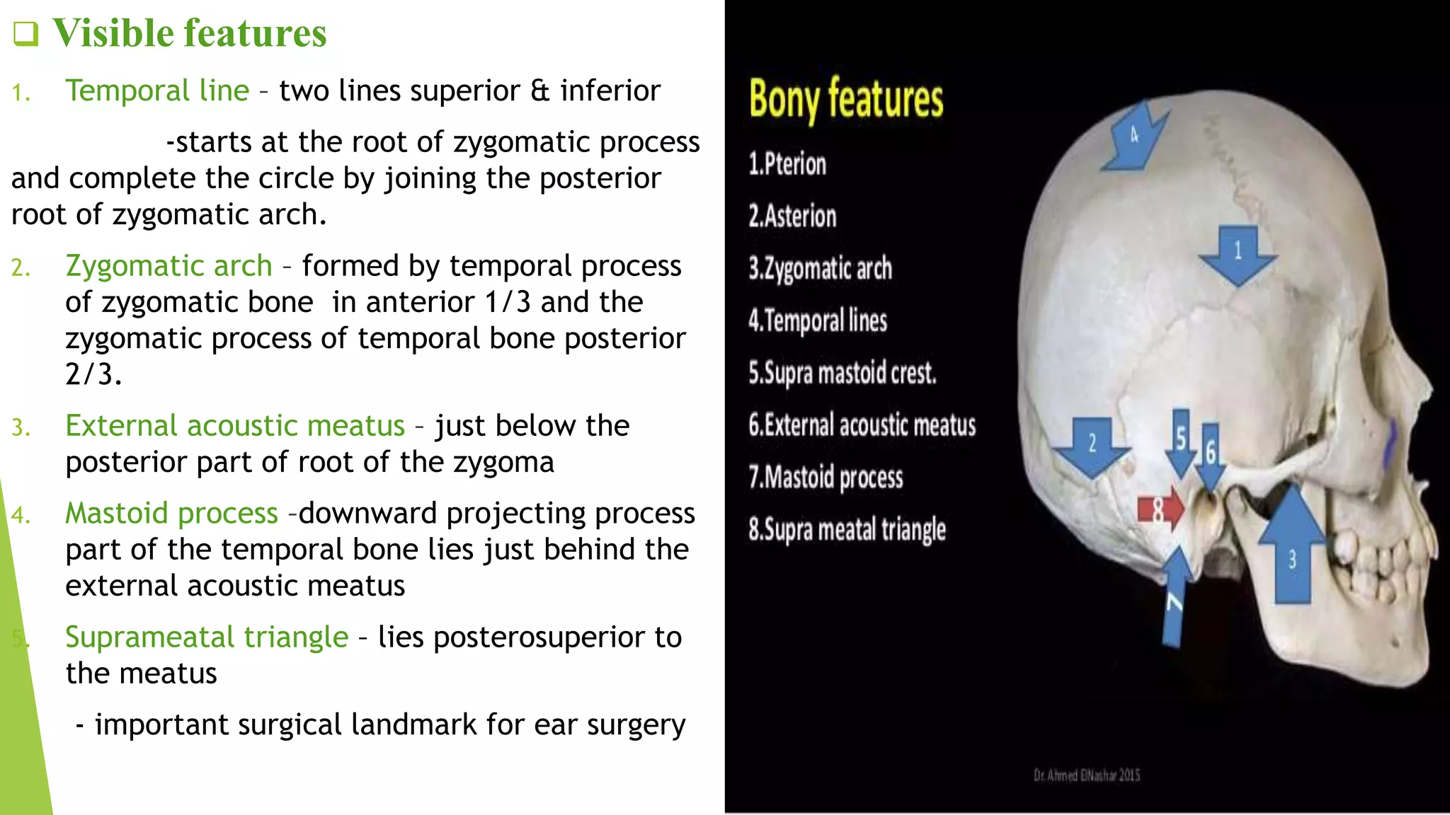 Osteology of head and neck i | PPTX