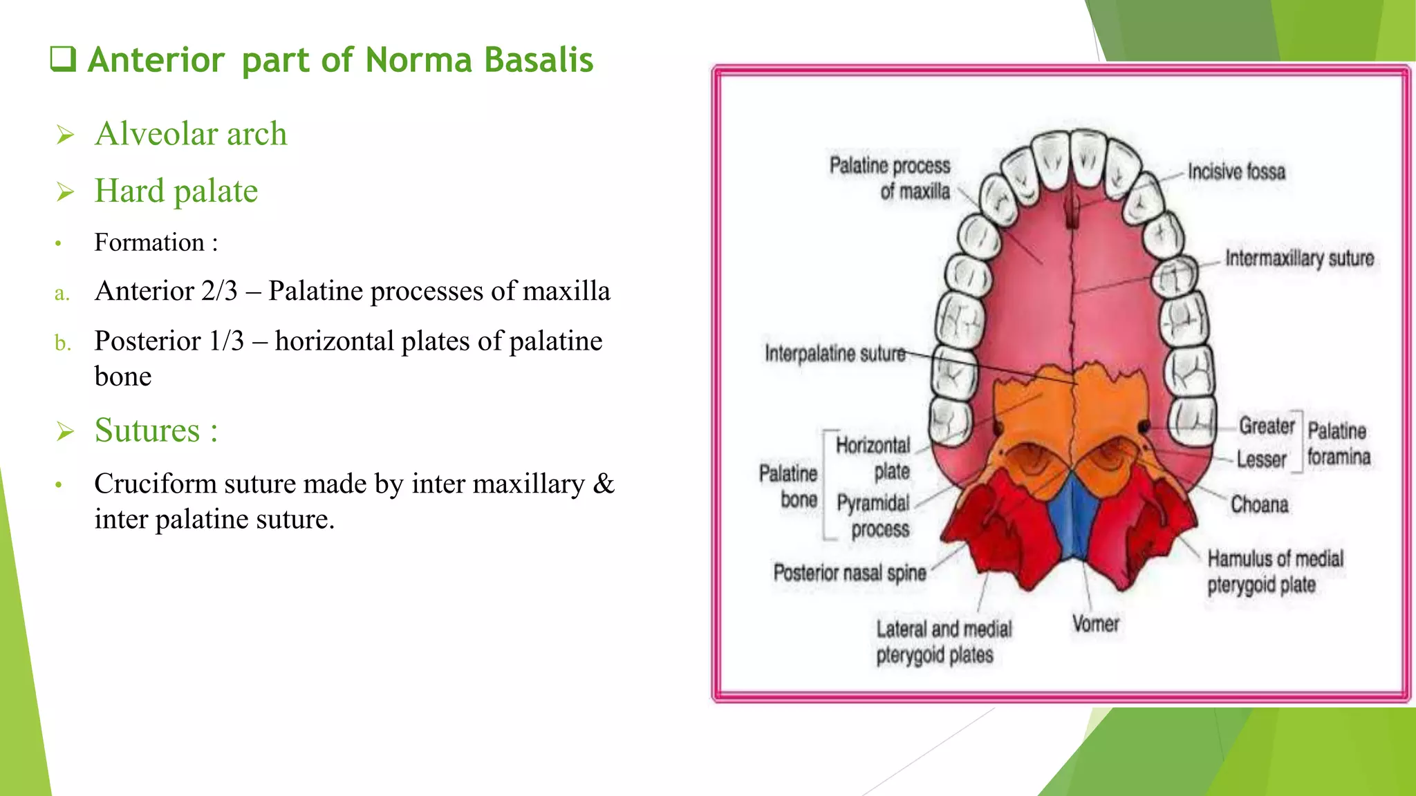 Osteology of head and neck i | PPTX