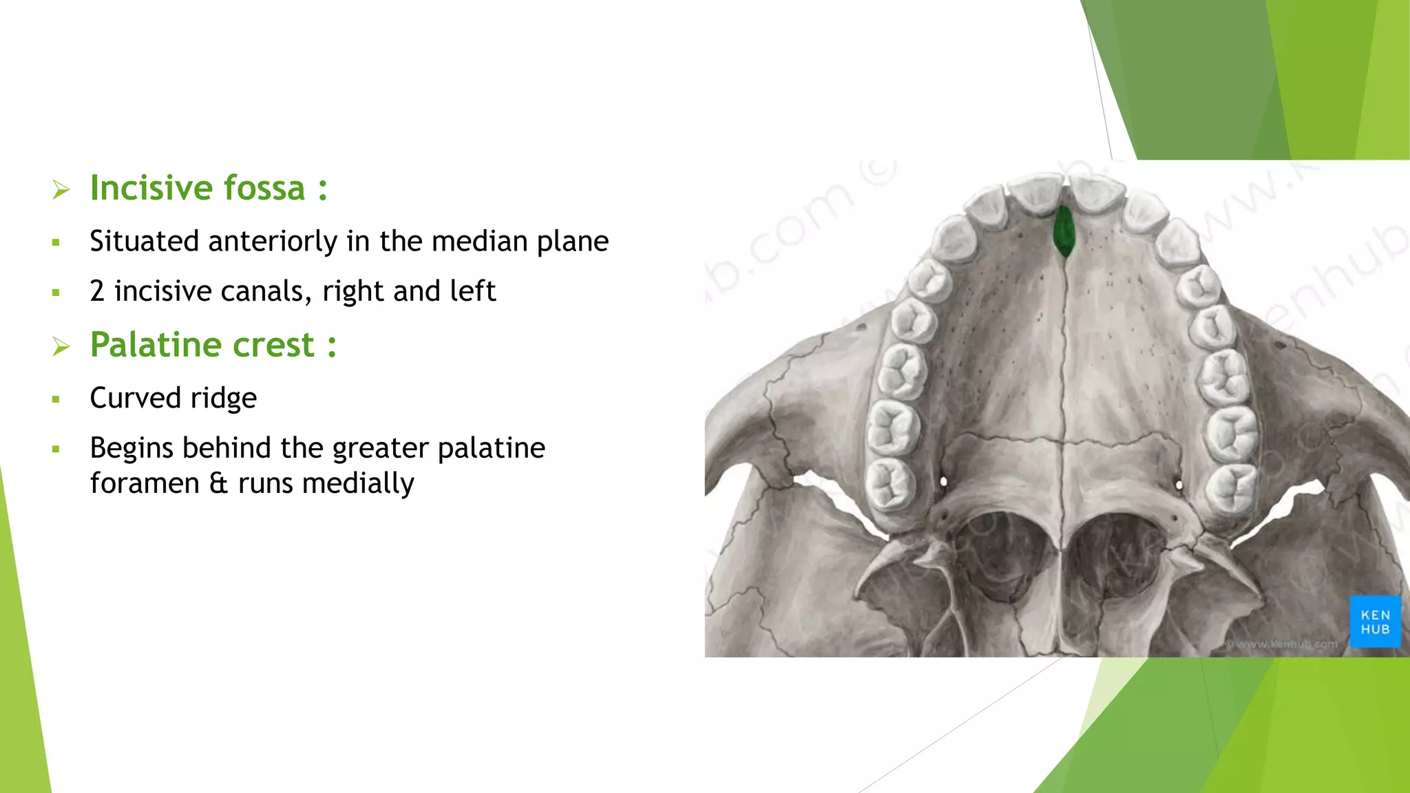 Osteology of head and neck i | PPTX