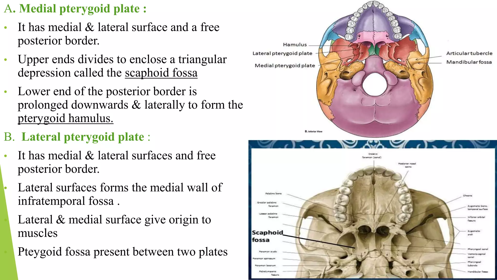 Osteology of head and neck i | PPTX