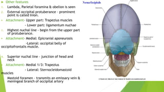 Osteology of head and neck i | PPTX