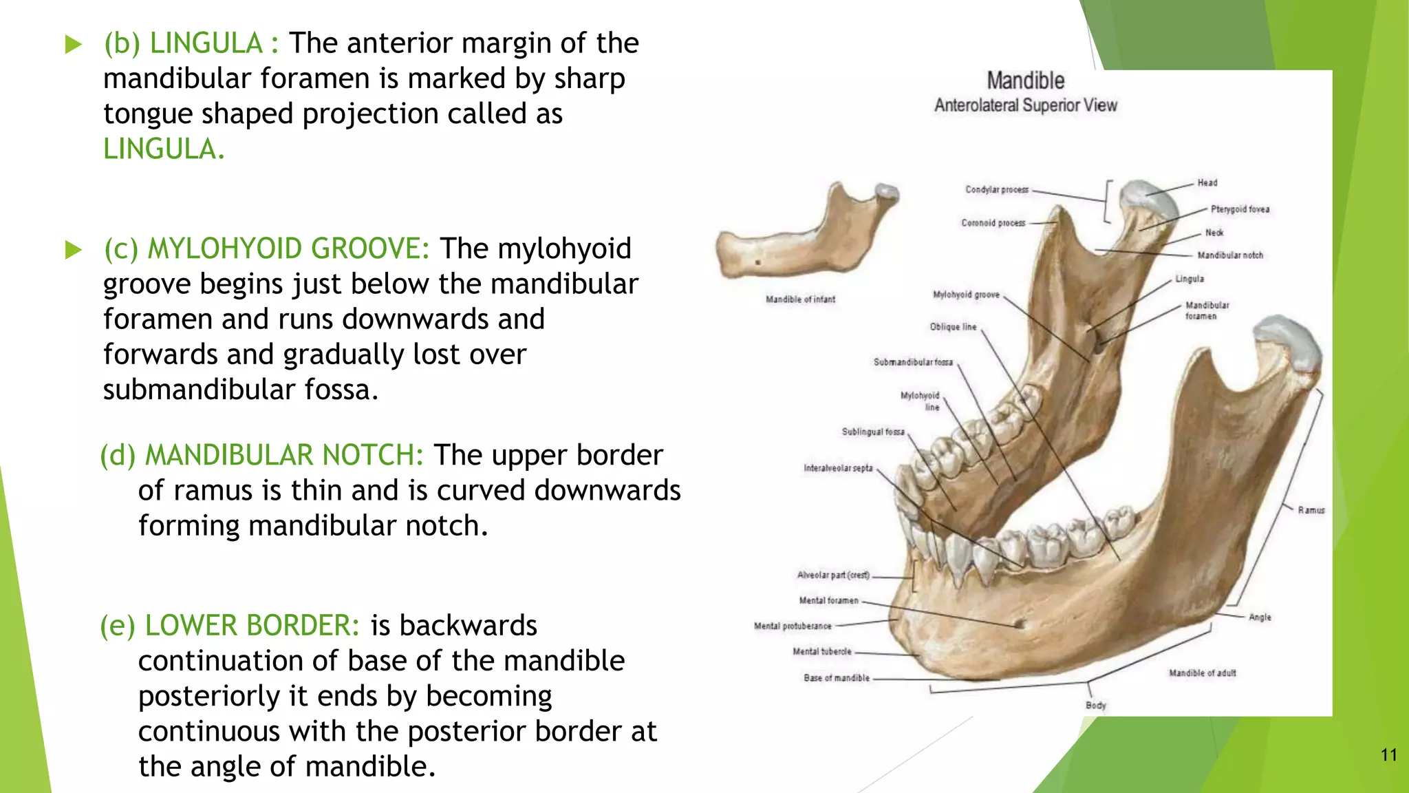 Osteology of head & neck ii | PPTX