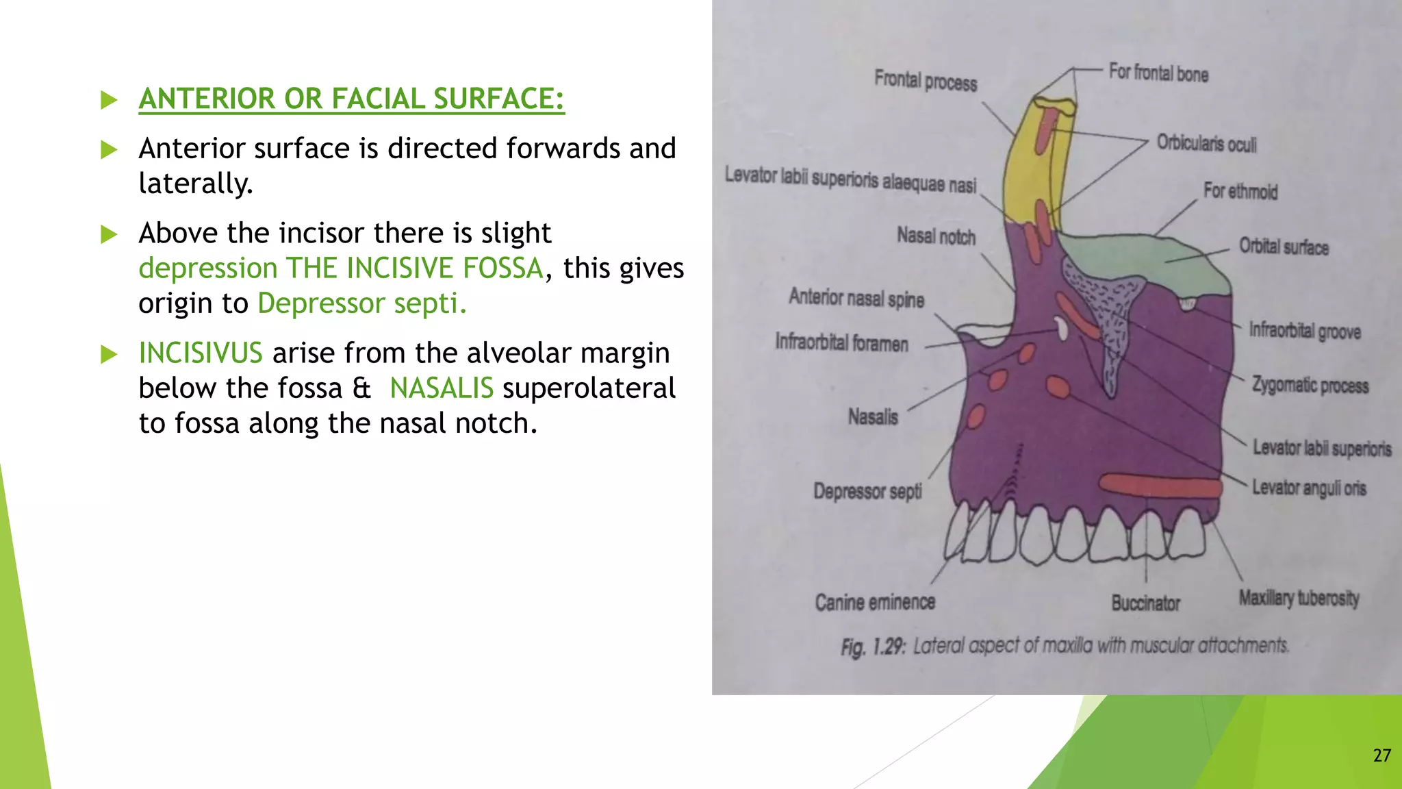 Osteology of head & neck ii | PPTX