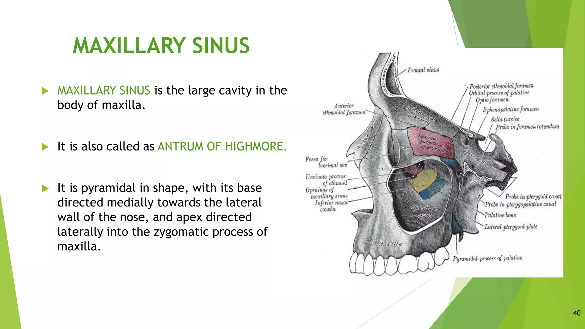 Osteology of head & neck ii | PPTX