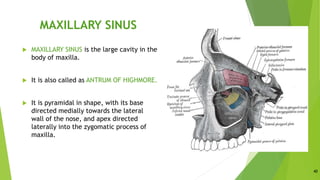 Osteology of head & neck ii | PPTX