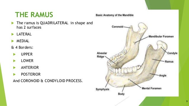 Osteology of head & neck ii