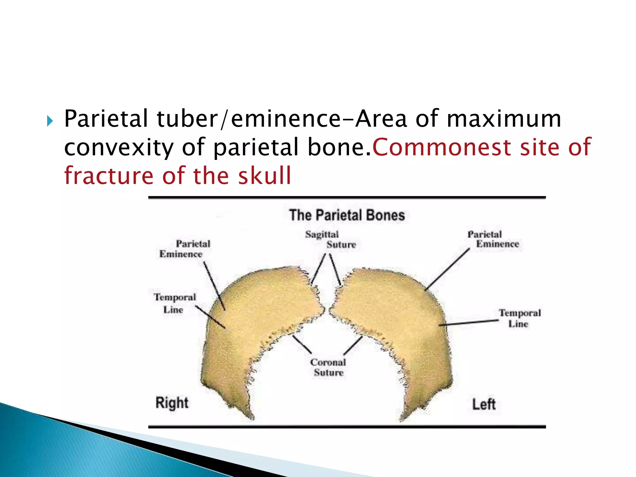 Osteology of head n neck ppt 1 | PPTX