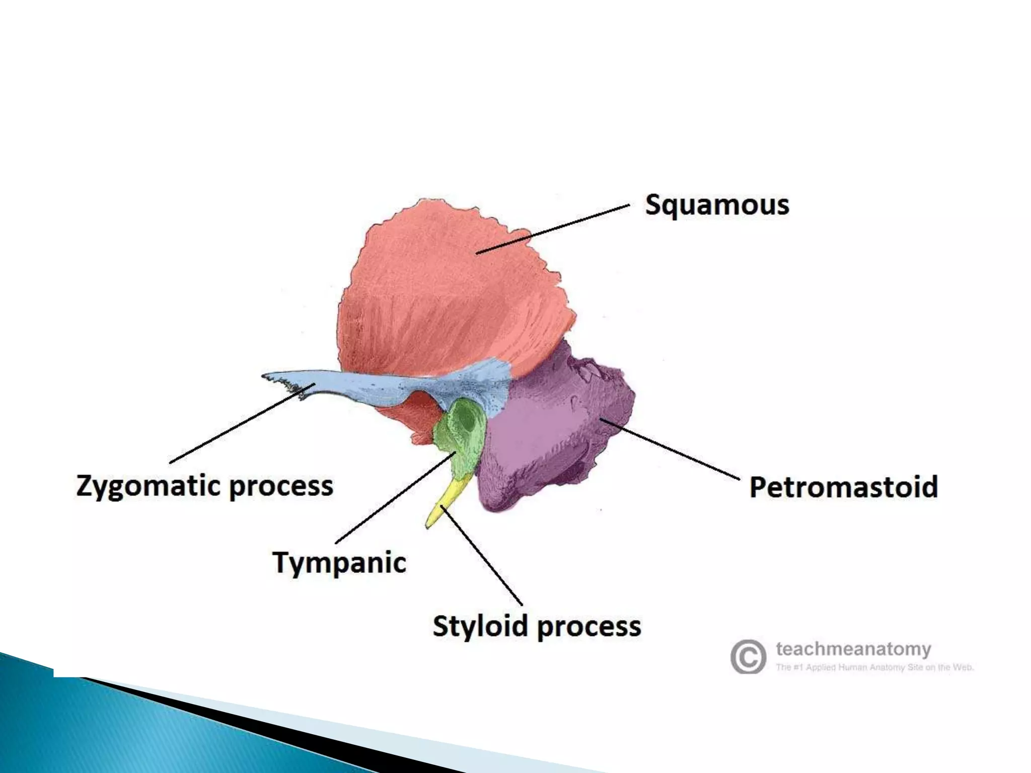 Osteology of head n neck ppt 1 | PPTX