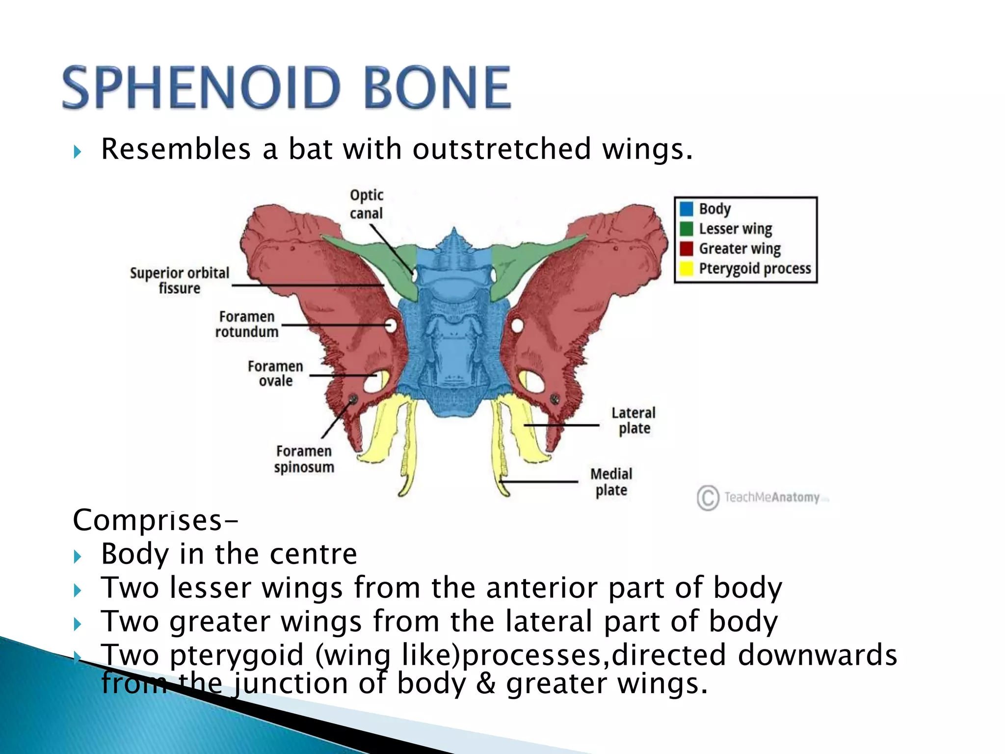 Osteology of head n neck ppt 1 | PPTX