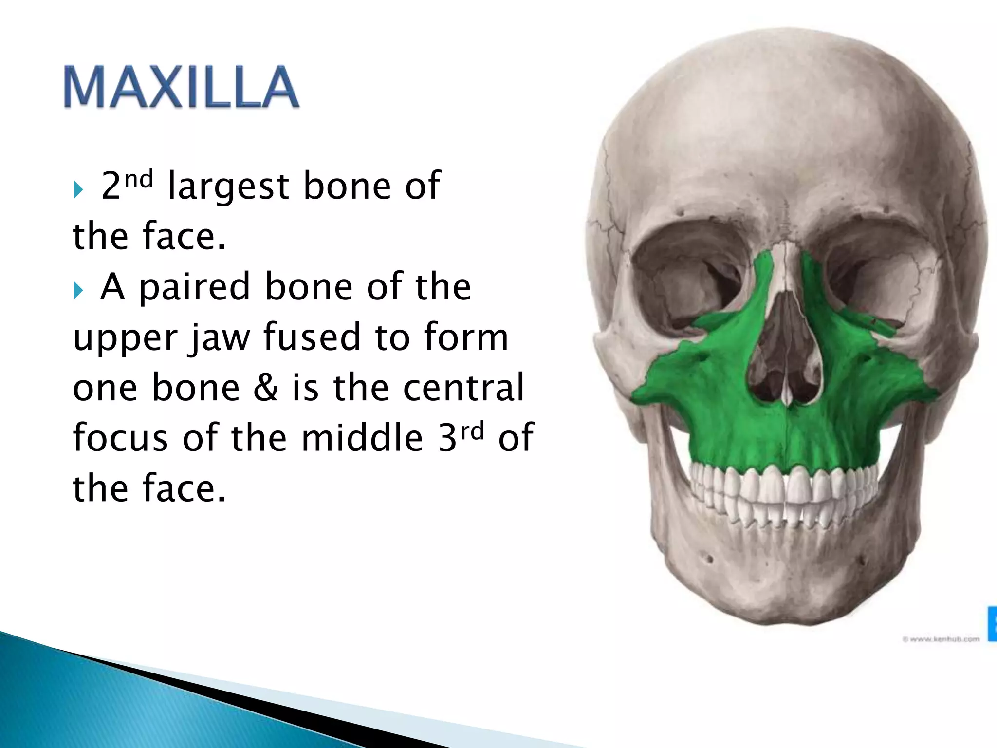 Osteology of head n neck ppt 1 | PPTX