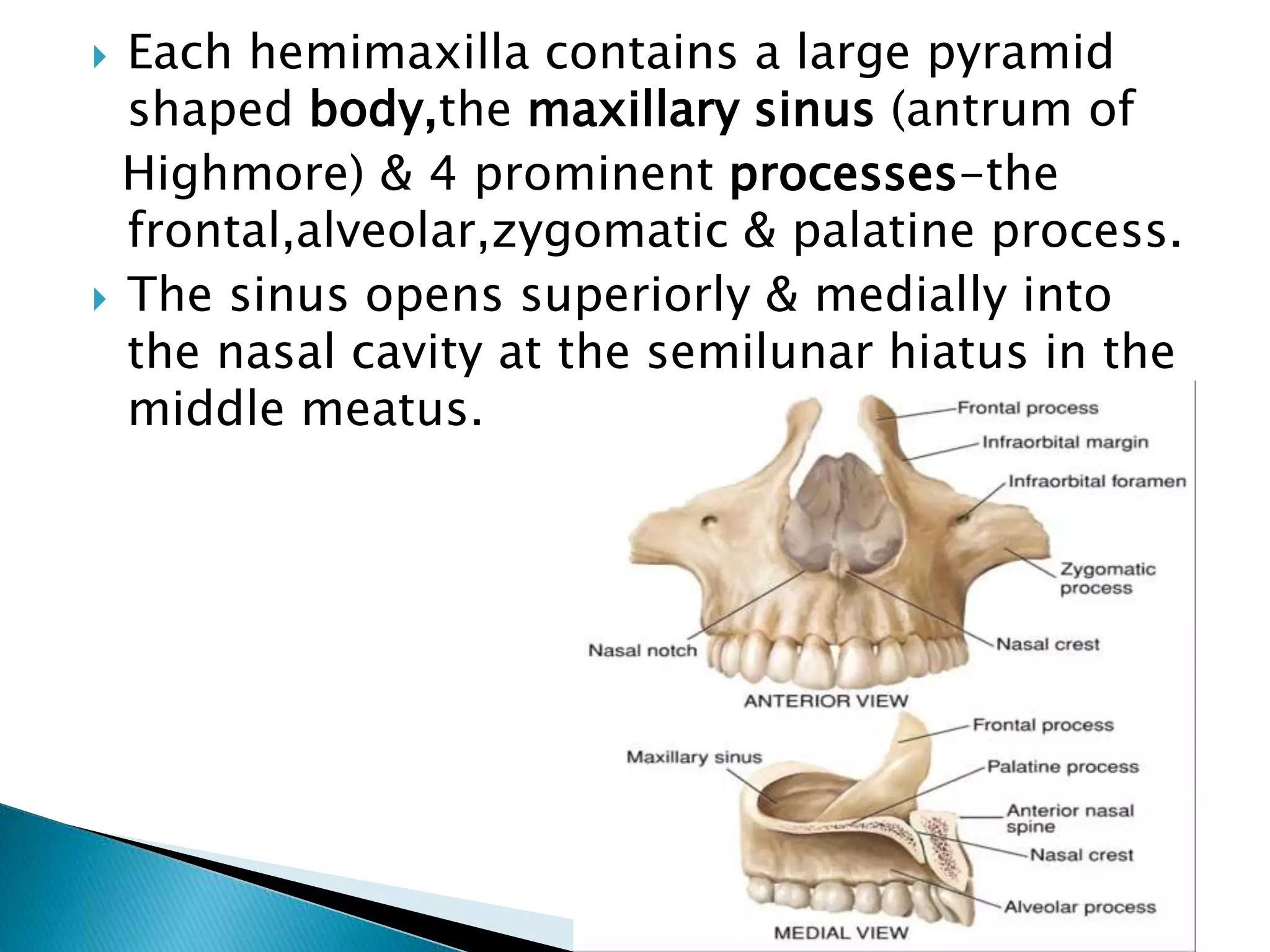 Osteology of head n neck ppt 1 | PPTX