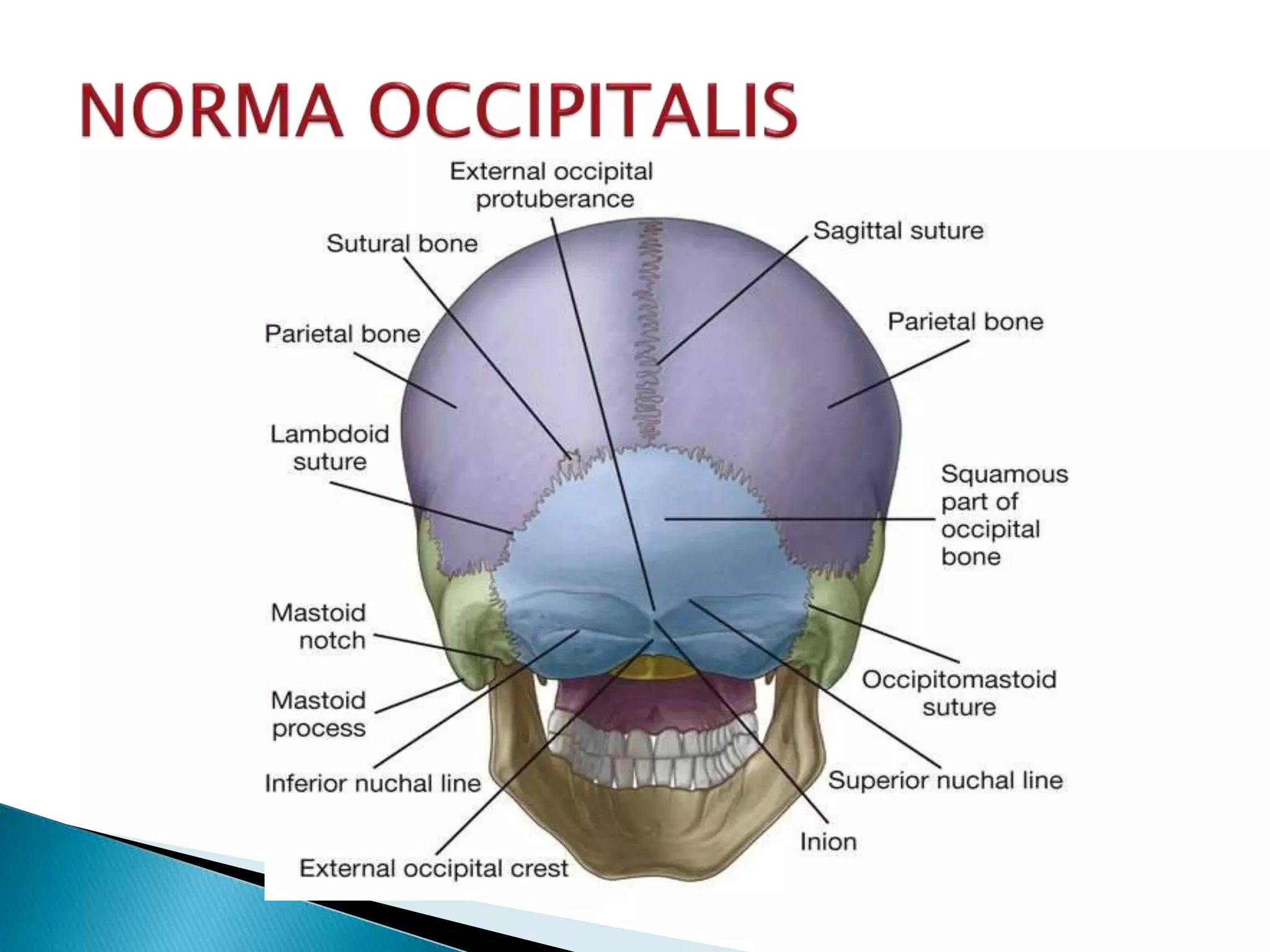 Osteology of head n neck ppt 1 | PPTX