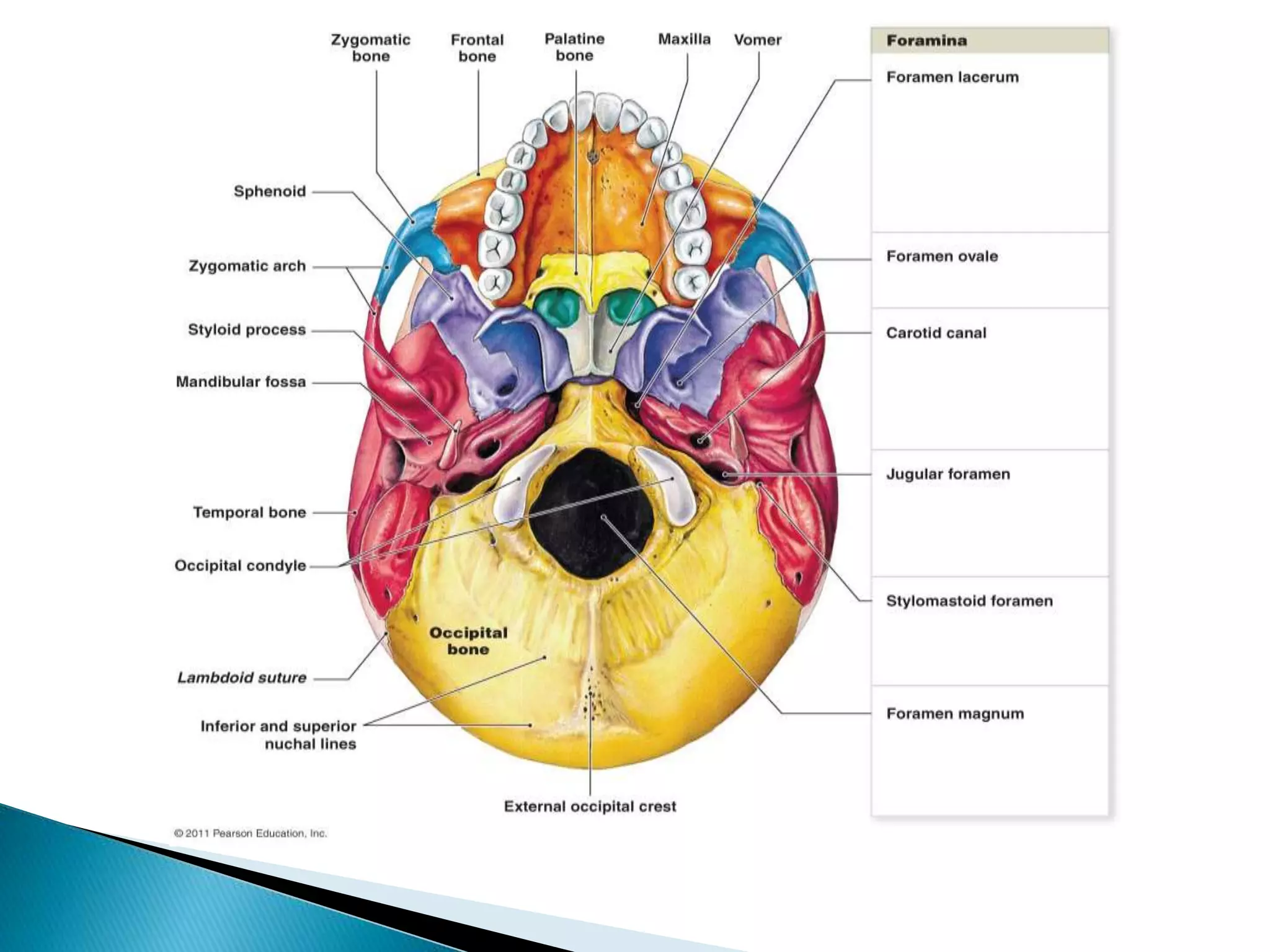 Osteology of head n neck ppt 1 | PPTX