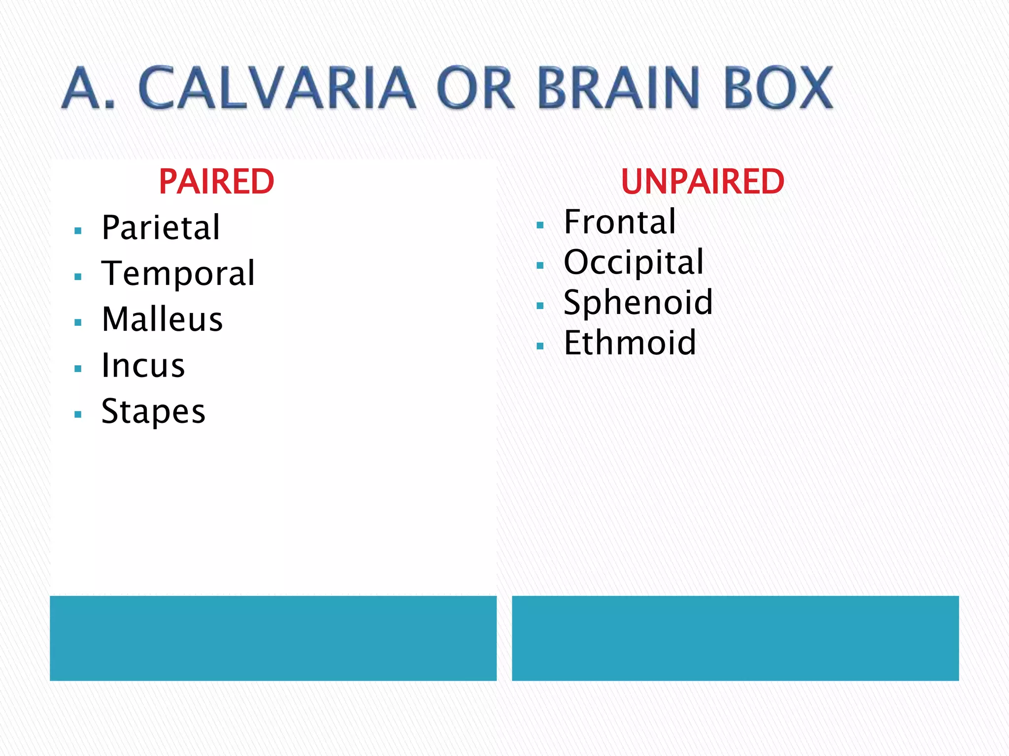 Osteology of head n neck ppt 1 | PPTX