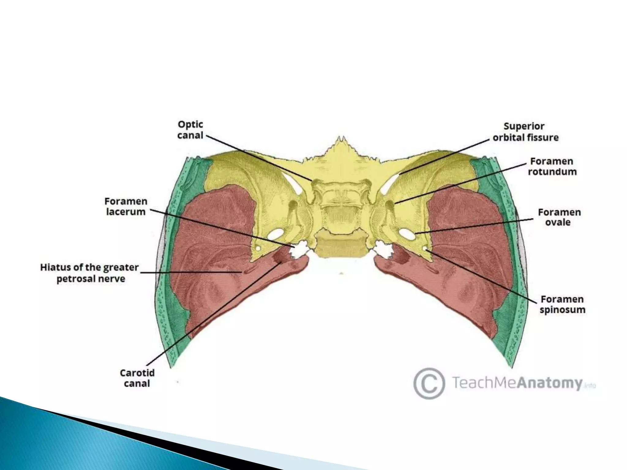Osteology of head n neck ppt 1 | PPTX