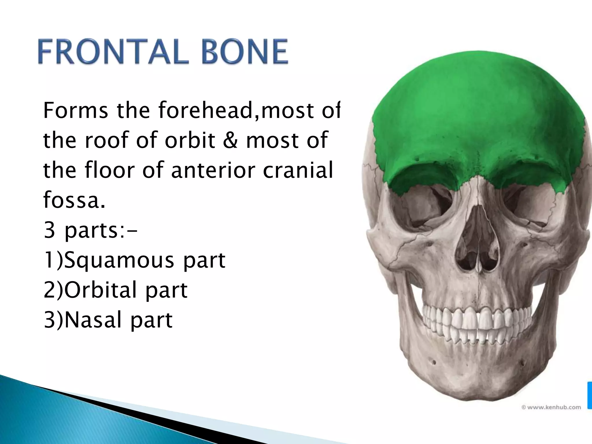 Osteology of head n neck ppt 1 | PPTX