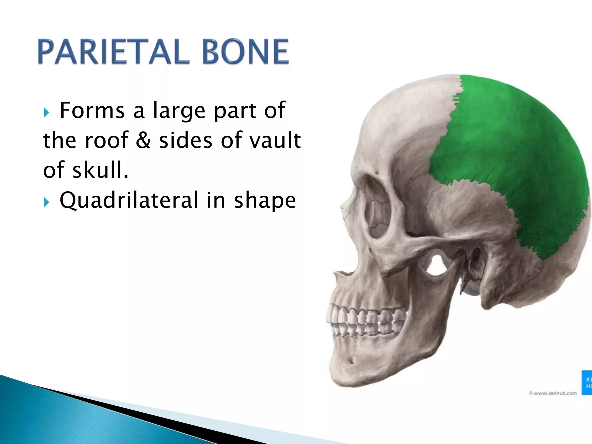 Osteology of head n neck ppt 1 | PPTX