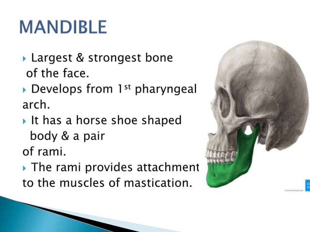 Osteology of head n neck ppt 1 | PPTX