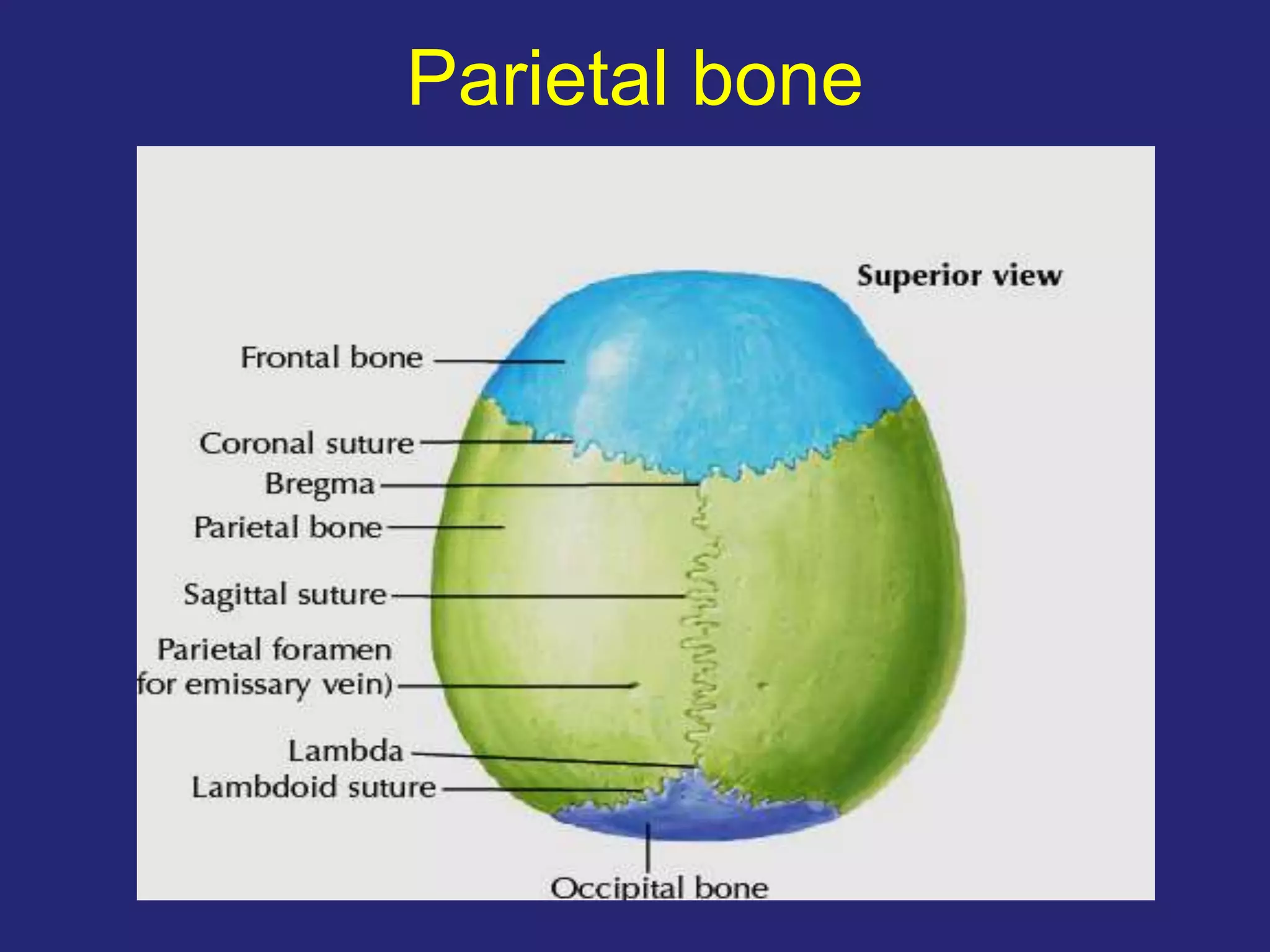 Osteology of Human Skull.pptx