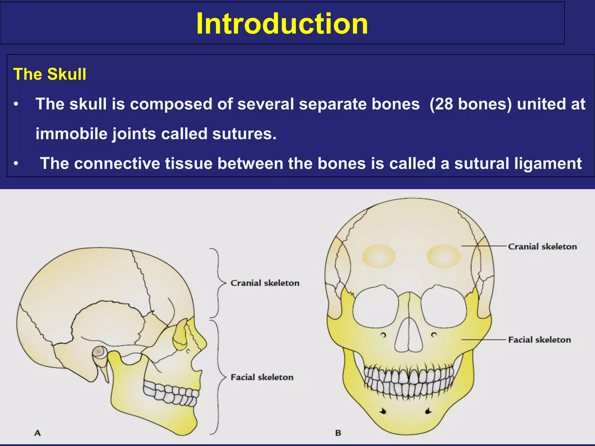 Osteology of Human Skull.pptx