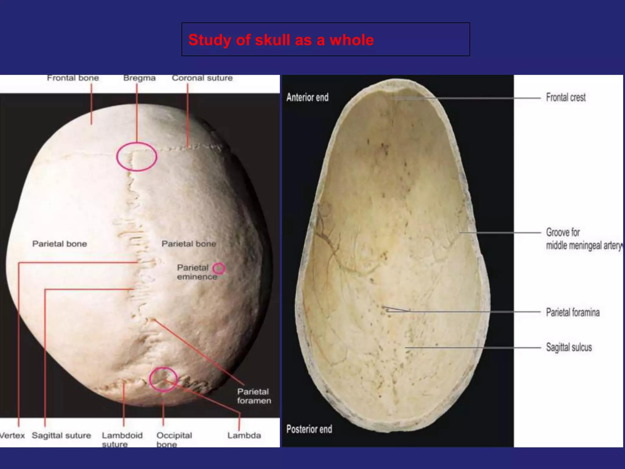 Osteology of Human Skull.pptx