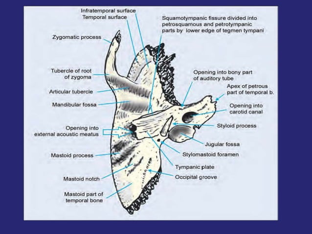 Osteology of Human Skull.pptx